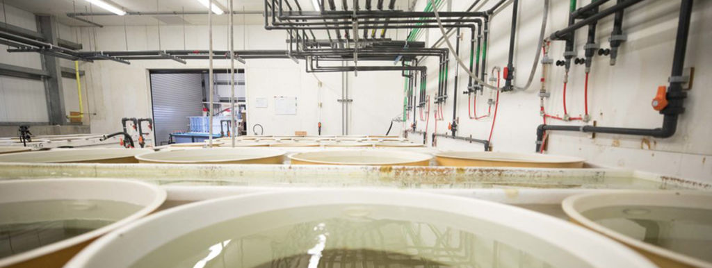 A.R.C. Hatchery Tour – OneCape